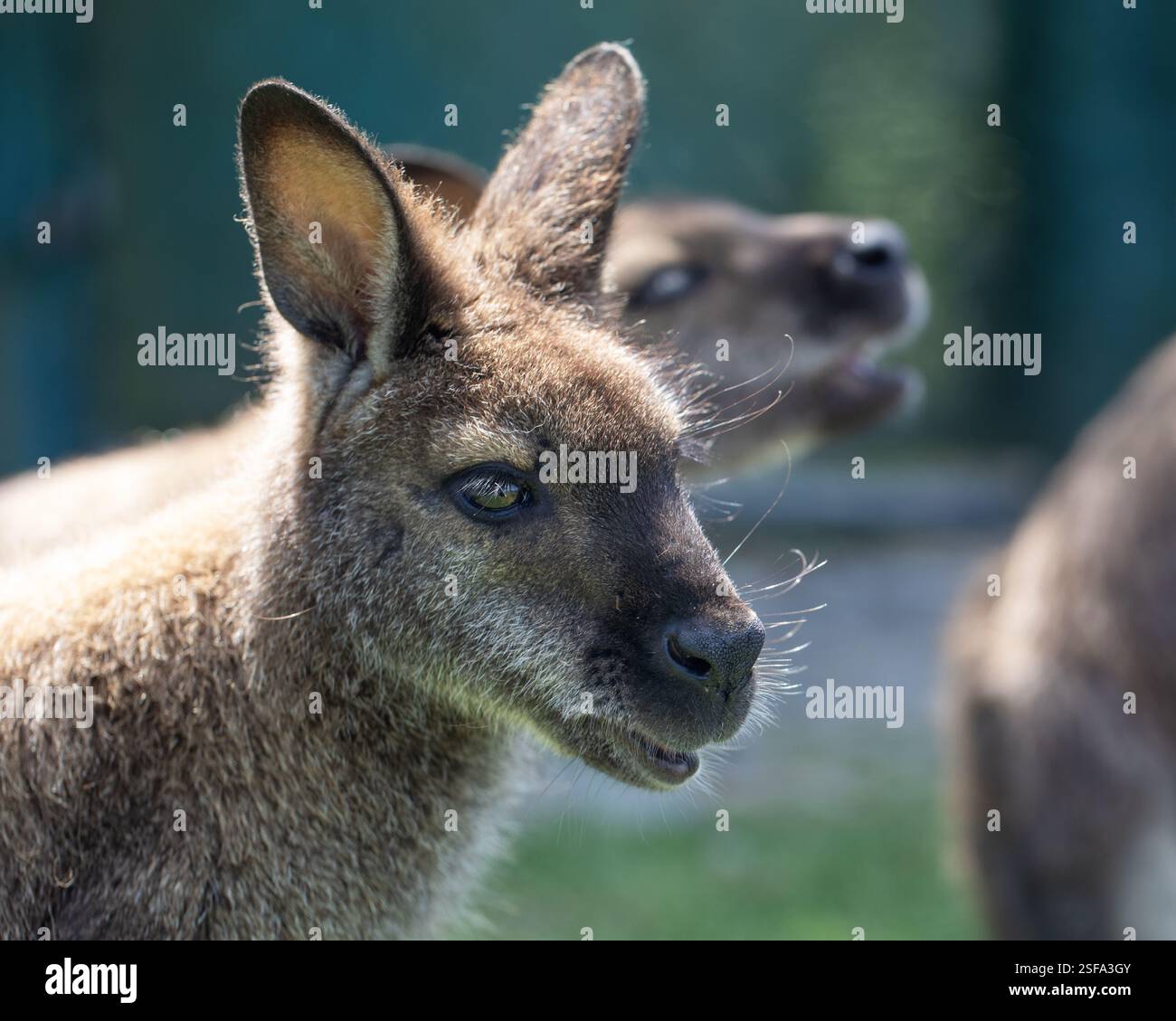 Cute fluffy wallaby in the park. Marsupial mammals. Australia Stock ...