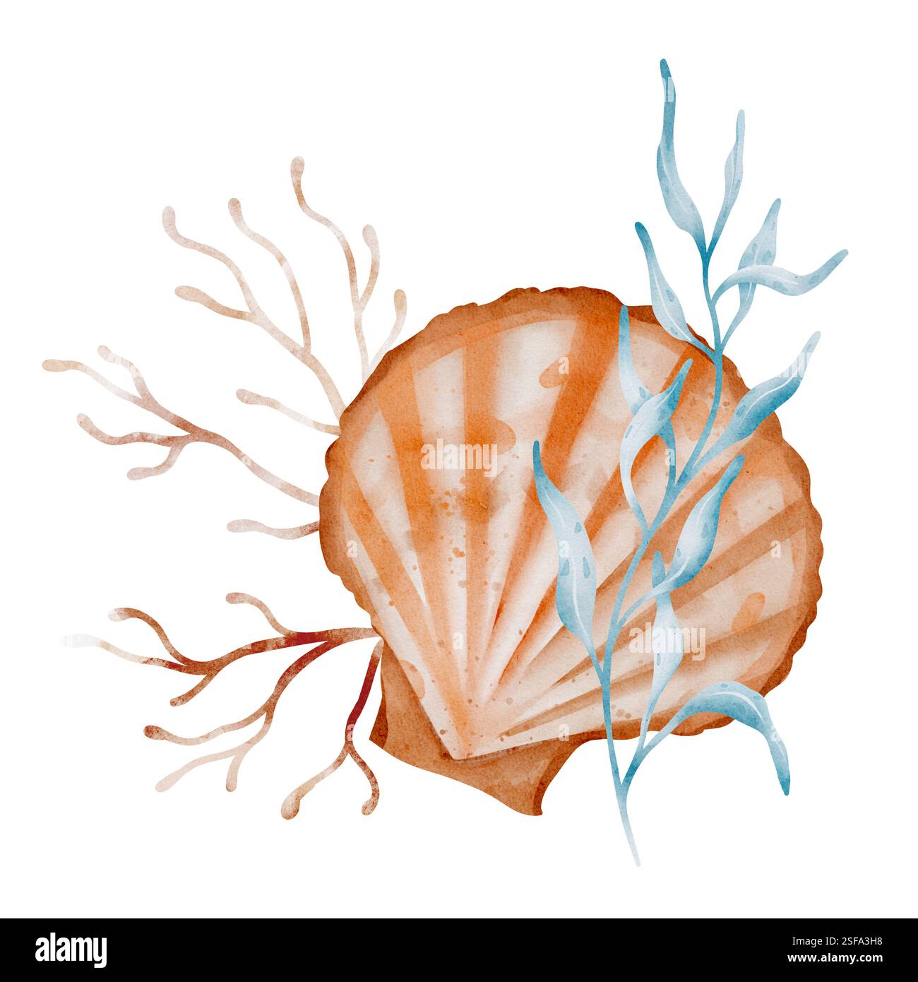 Watercolor composition of Seashell and Seaweed. hand drawn illustration ...