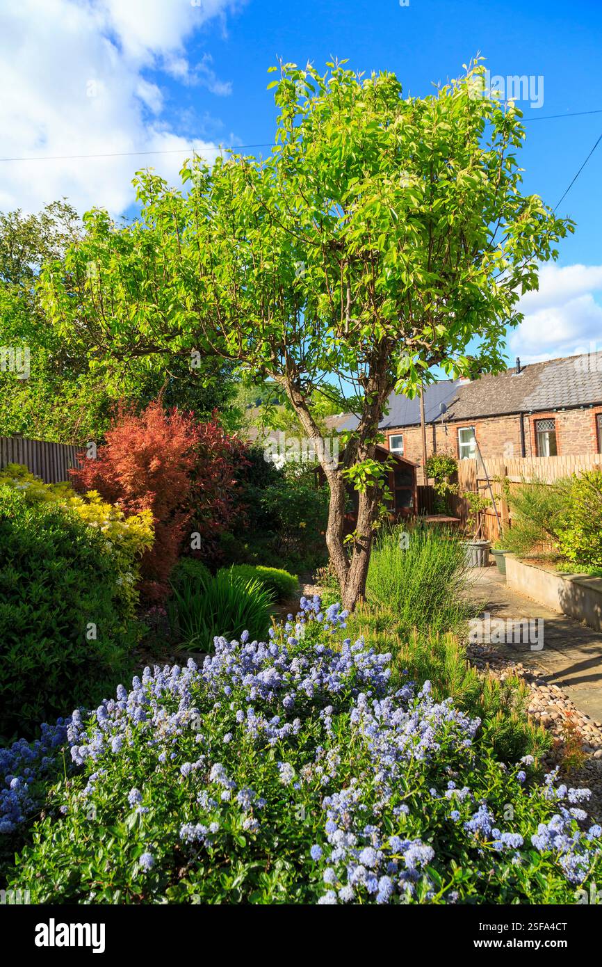 Garden with shrubs and pear tree, Abergavenny, Wales, UK Stock Photo ...
