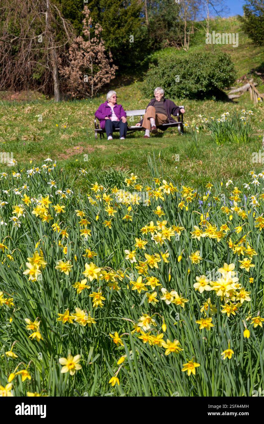 Two people sitting on a garden bench with daffodils, Hereford, England ...