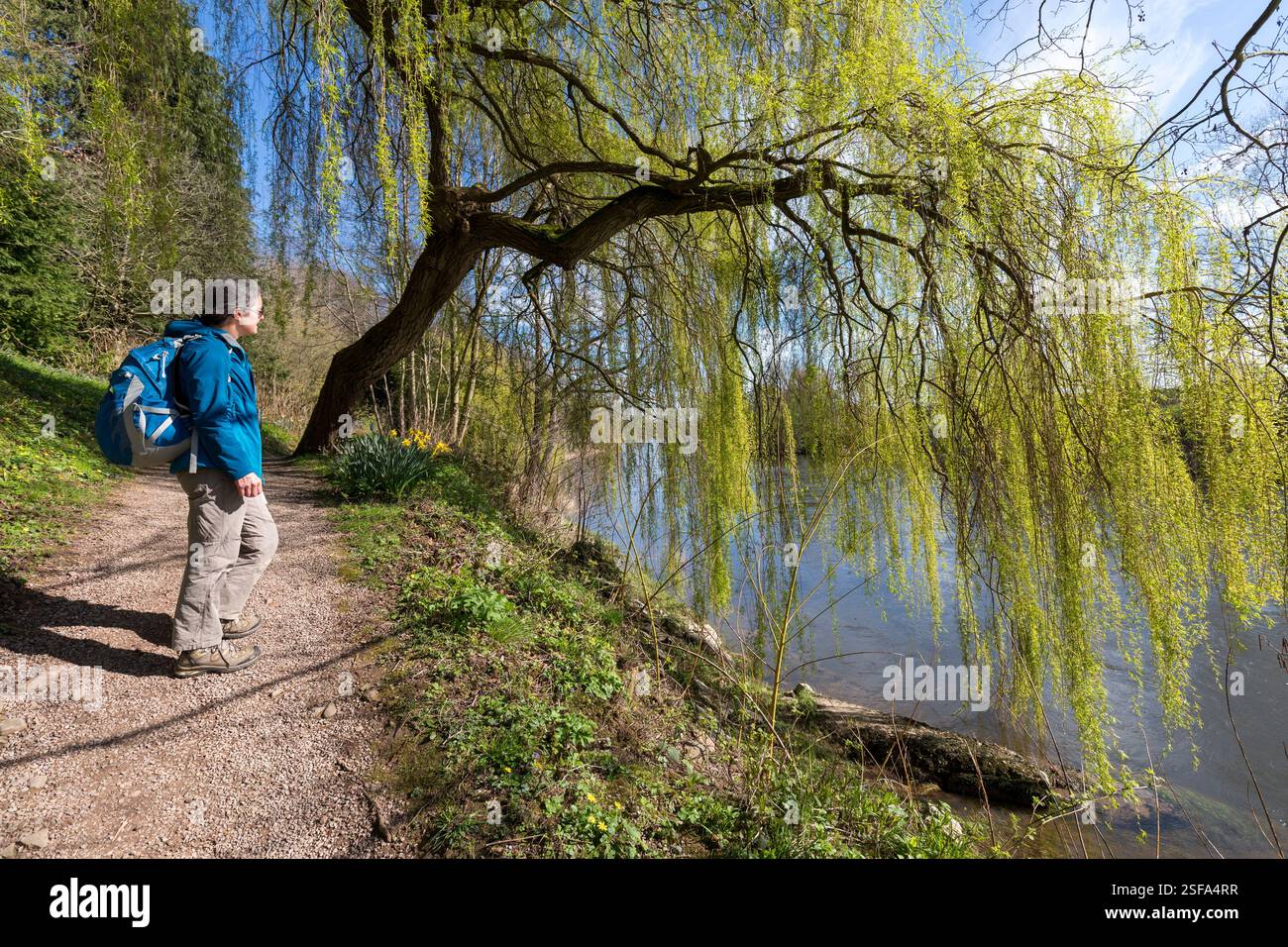 Weeping willow tree and water hi-res stock photography and images - Alamy