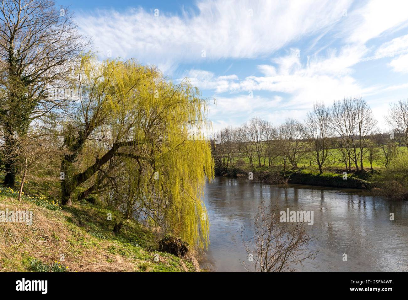 Weeping willow tree and water hi-res stock photography and images - Alamy