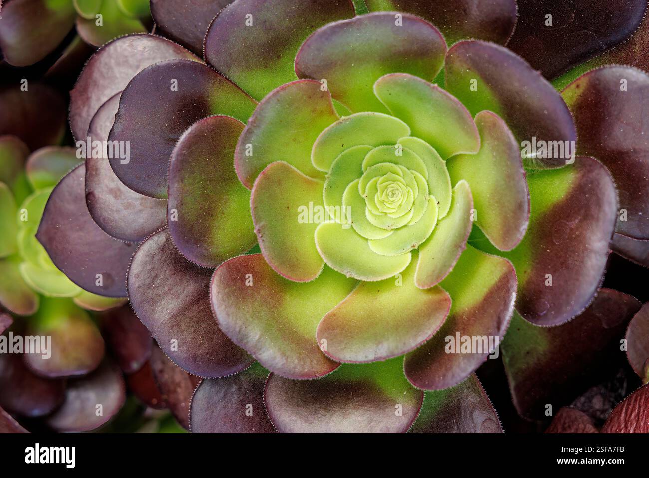 House leeks, succulents Aeonium genus in garden centre, Wales, UK Stock ...