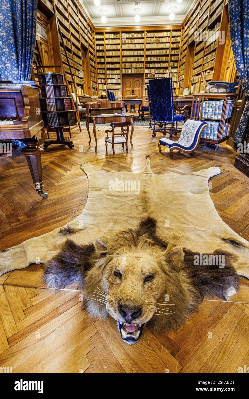 Lion skin hi-res stock photography and images - Alamy