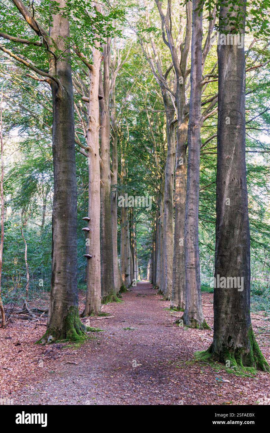 Avenue of trees, Hooggoed woods, Aalter, Belgium Stock Photo - Alamy