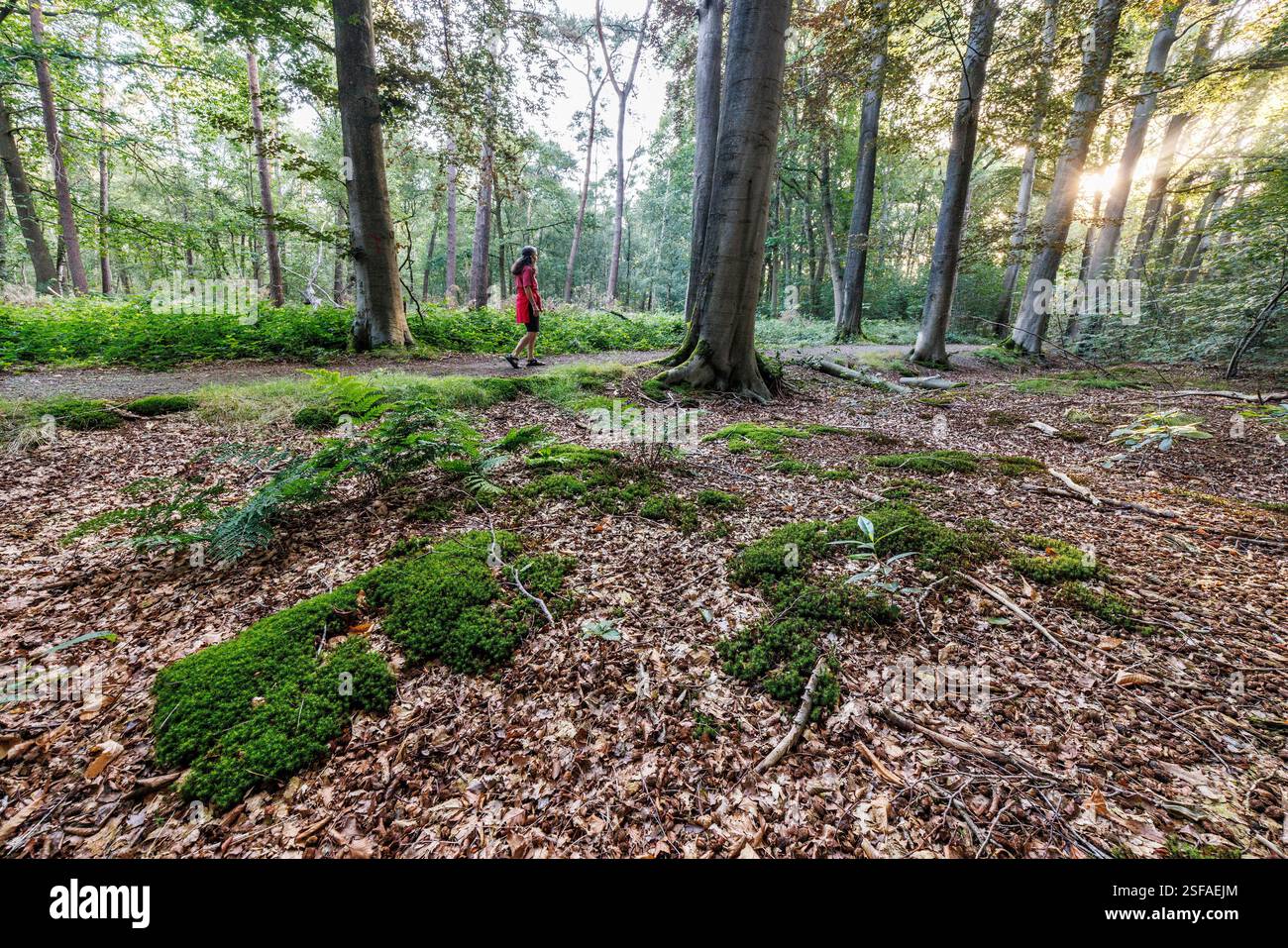 Forest floor with moss and person walking on track, Hooggoed woods ...
