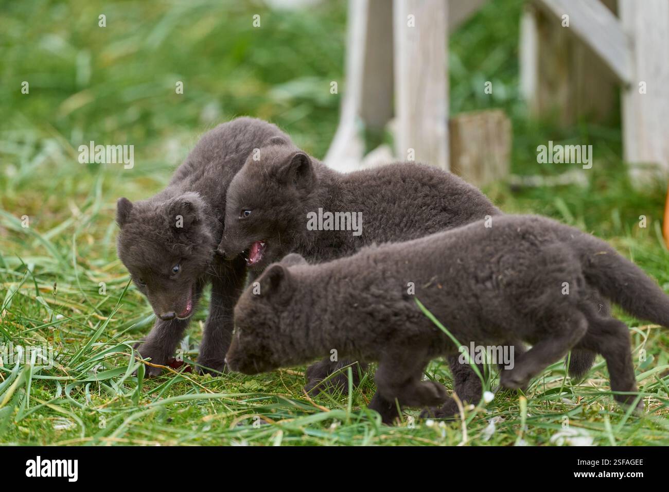 Blue morph Arctic fox (Vulpes lagopus) in summer coat. Hornvik, Iceland ...