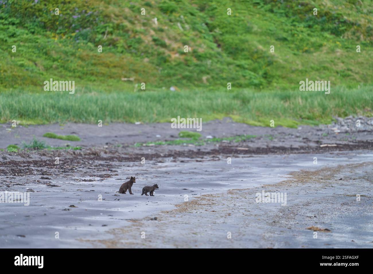 Blue morph Arctic fox (Vulpes lagopus) in summer coat. Hornvik, Iceland ...