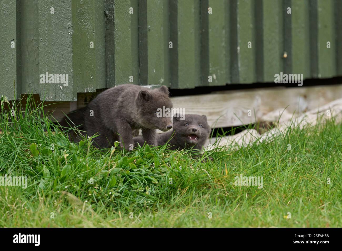 Blue morph Arctic fox (Vulpes lagopus) in summer coat. Hornvik, Iceland ...