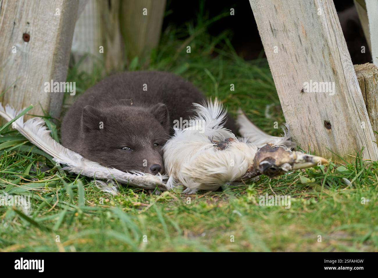 Blue morph Arctic fox (Vulpes lagopus) in summer coat. Hornvik, Iceland ...