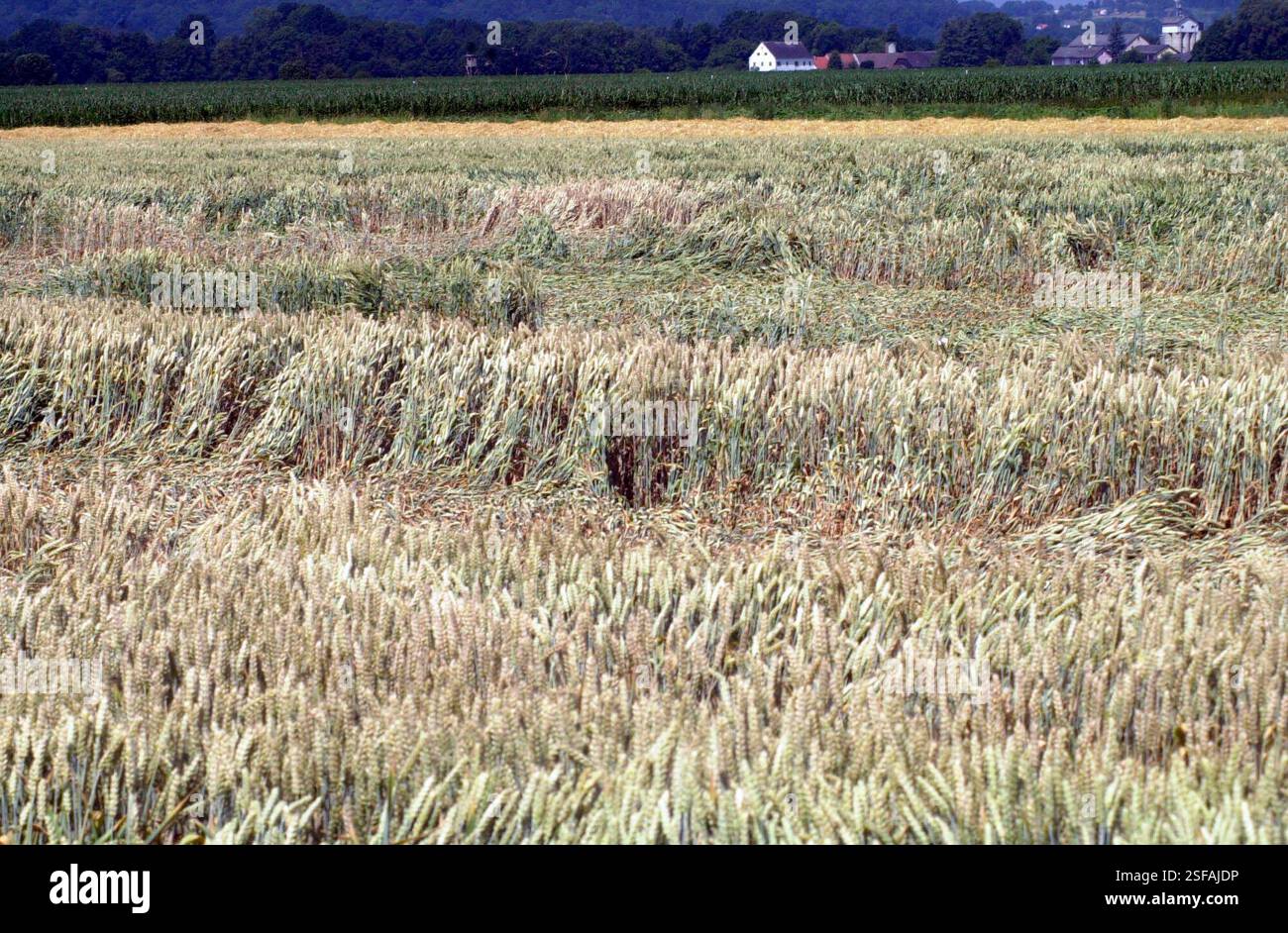 water damage on the field after heavy rainfalls in agriculture water ...