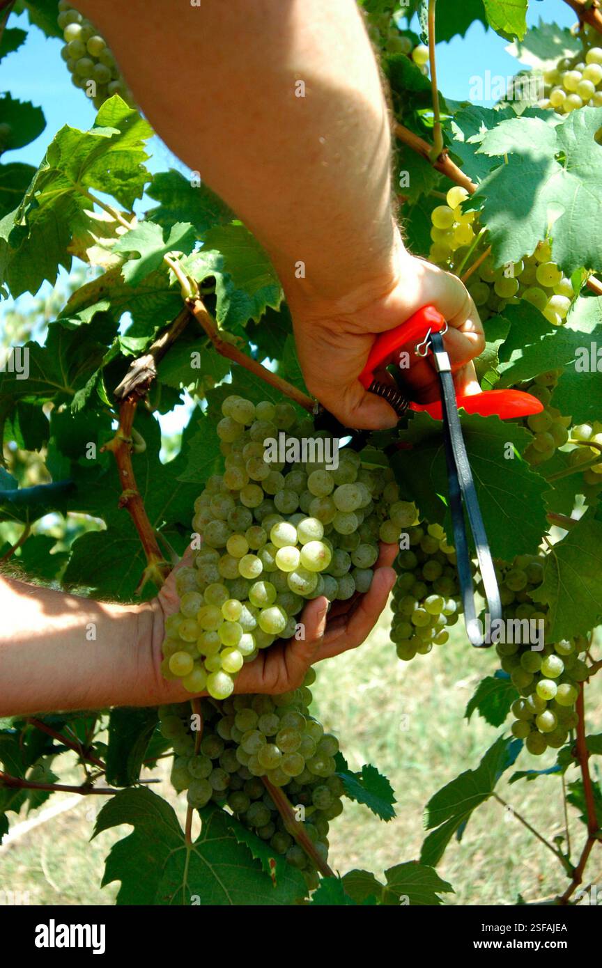 pruning or wine harvest on a vineyard, cutting off grapes pruning or ...