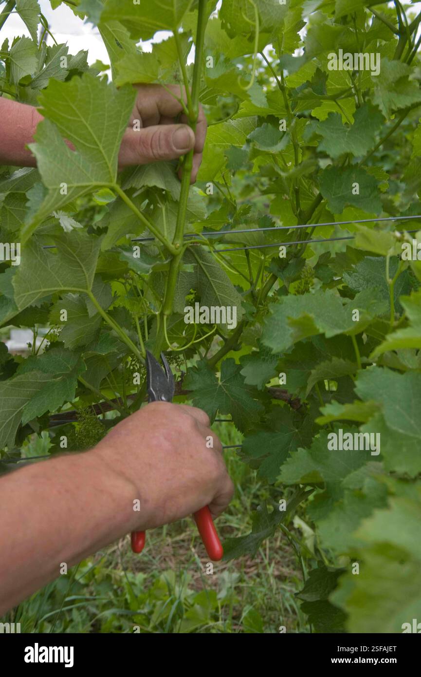 pruning or wine harvest on a vineyard, cutting off grapes pruning or ...