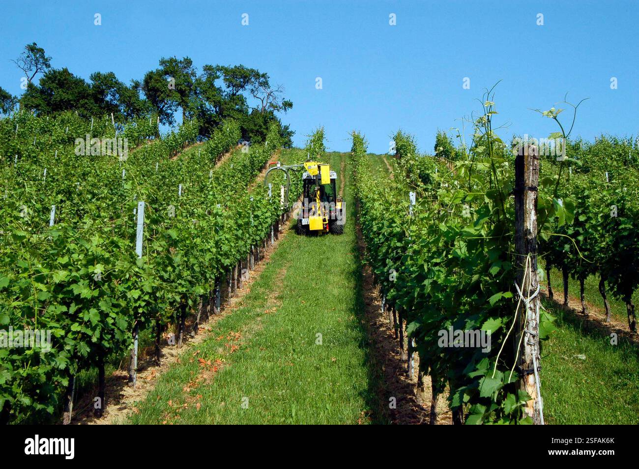 Tractor use in wine growing, machine in viticulture and agriculture ...