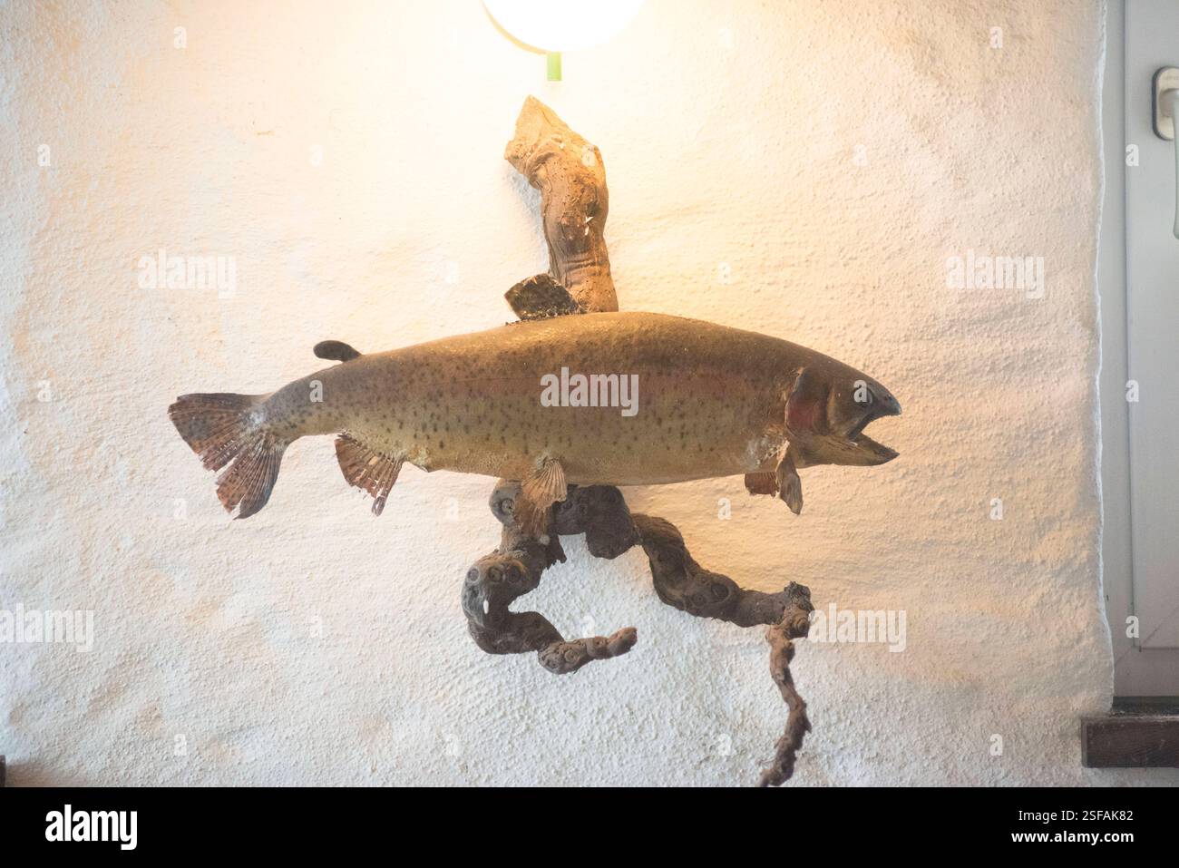 fish symbol, an aquatic animal which lives in the water fish symbol ...