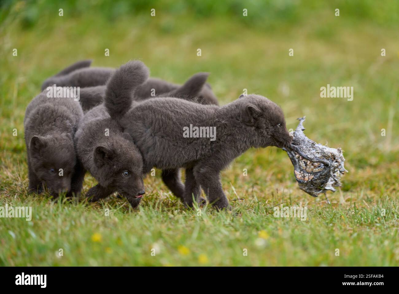 Blue morph Arctic fox (Vulpes lagopus) in summer coat. Hornvik, Iceland ...