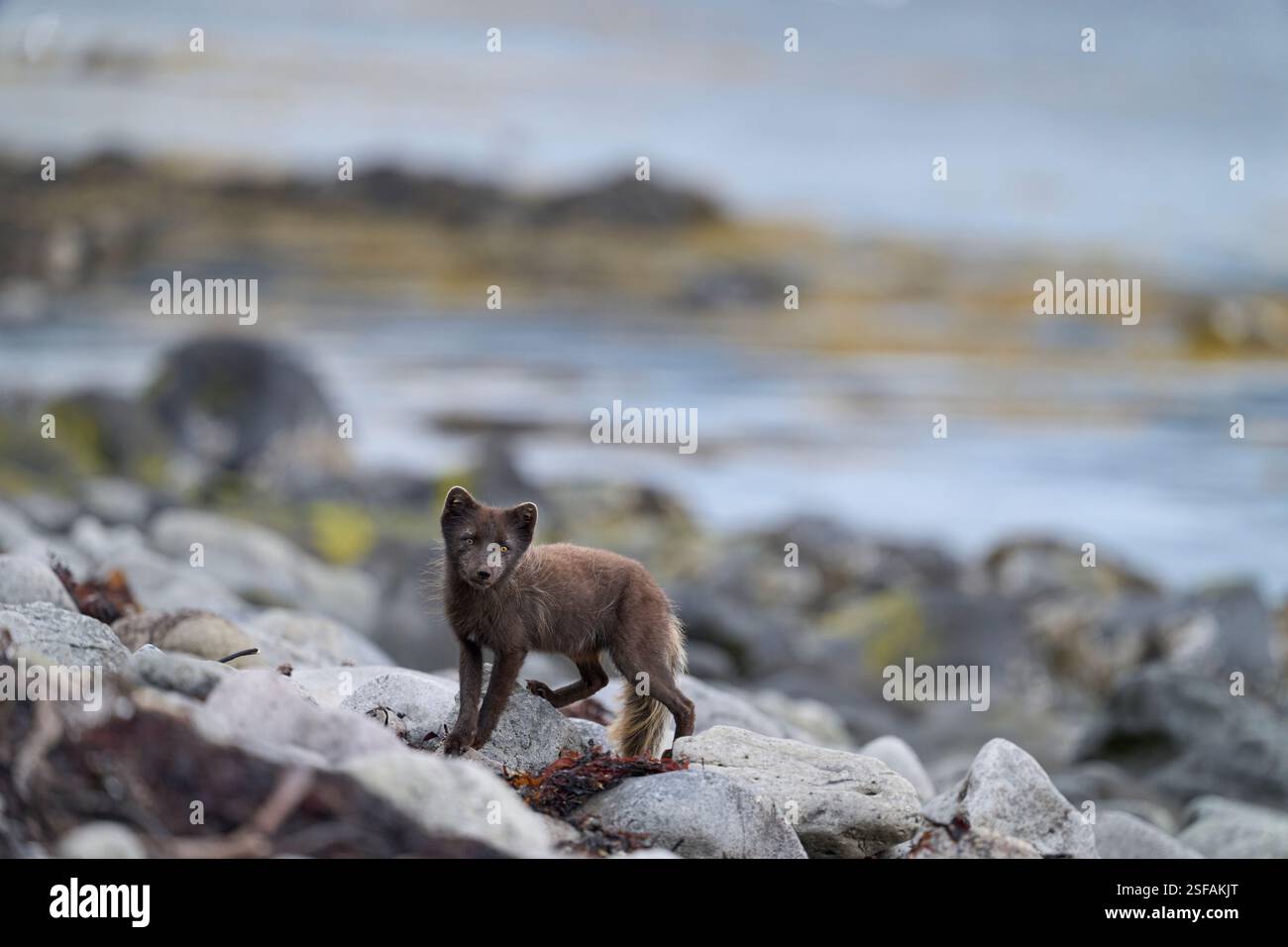 Blue morph Arctic fox (Vulpes lagopus) in summer coat. Hornvik, Iceland ...