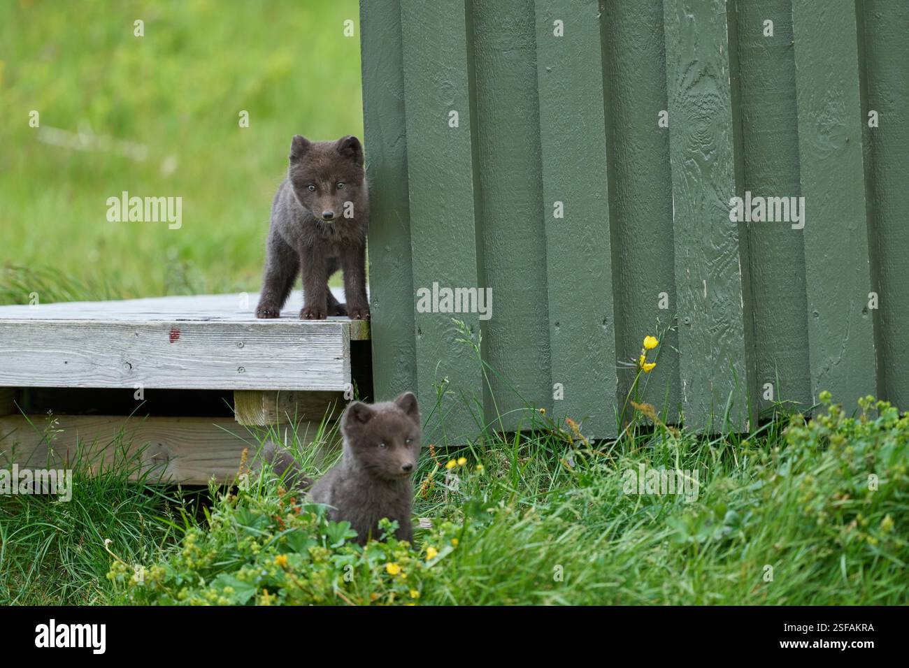Arctic fox parent and young hi-res stock photography and images - Alamy
