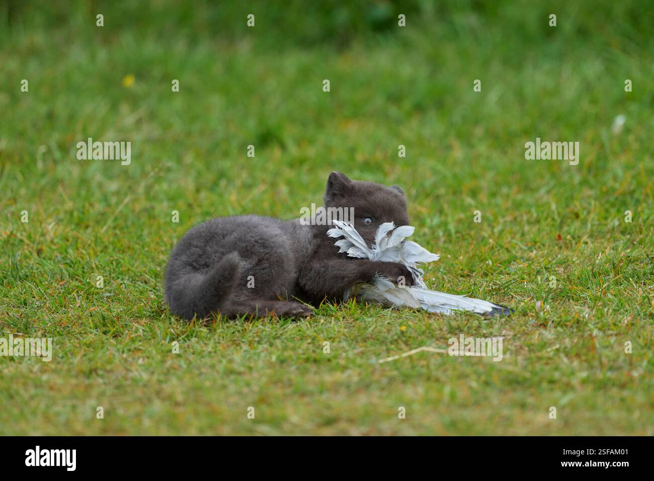 Blue morph Arctic fox (Vulpes lagopus) in summer coat. Hornvik, Iceland ...