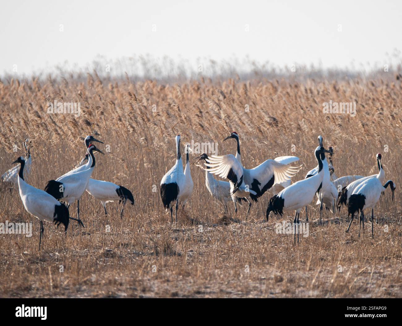 Red-crowned cranes are seen in the Yellow Sea Wetland Red-crowned ...