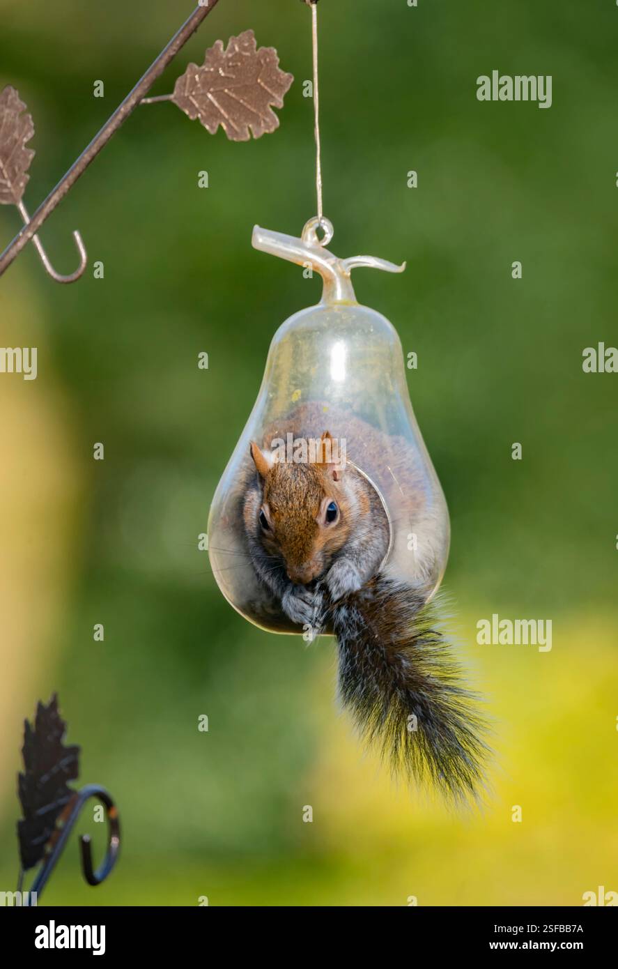Contortionist in a glass hi-res stock photography and images - Alamy