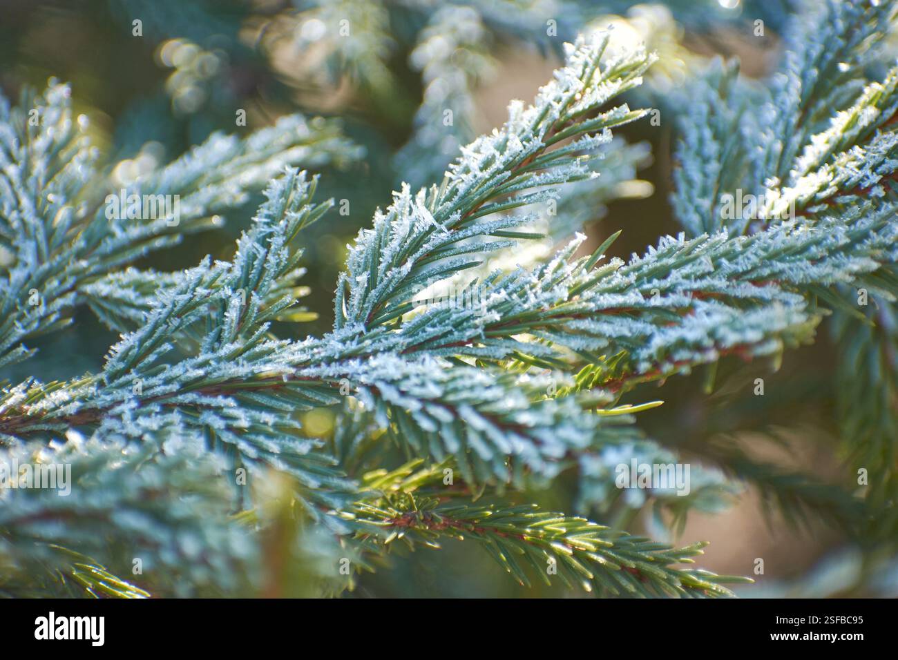 The fir tree branch with ice on it Stock Photo - Alamy
