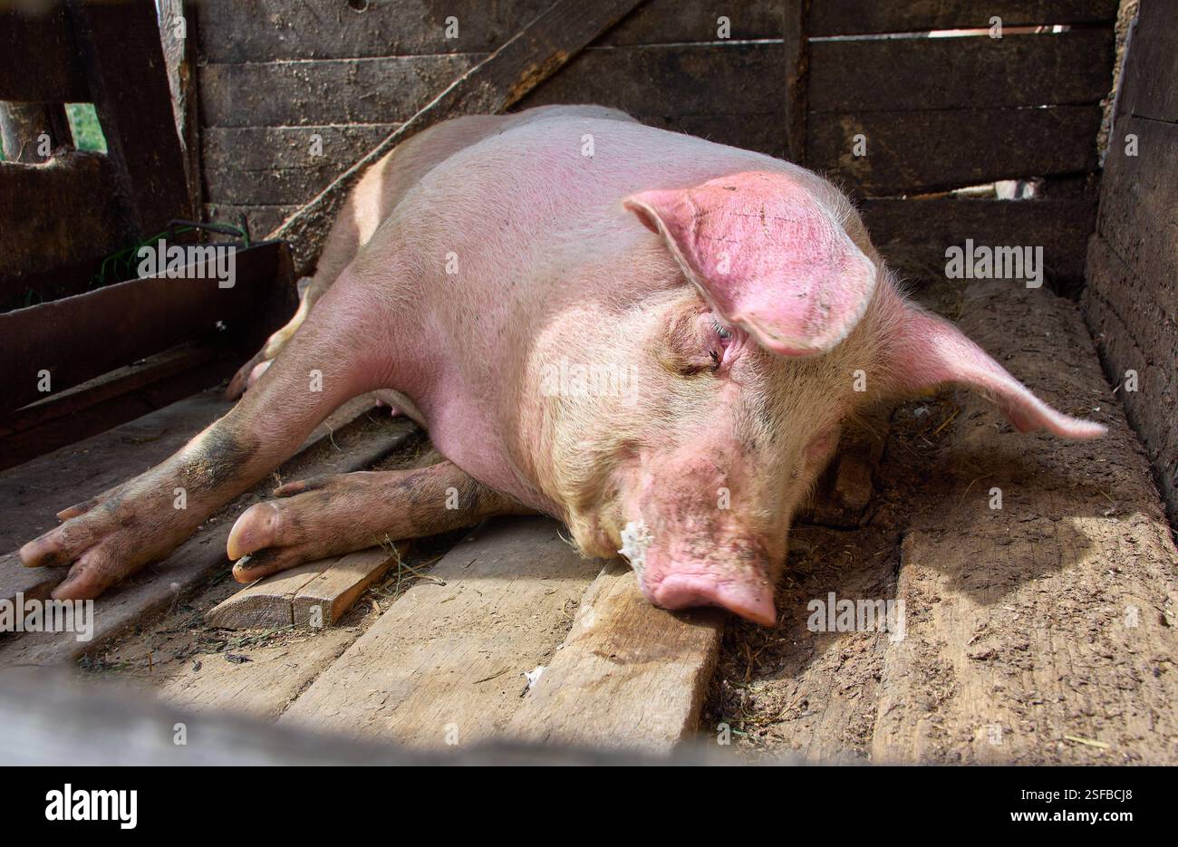 A dirty domestic pig relaxes in the sun on a farm in Romania Stock ...