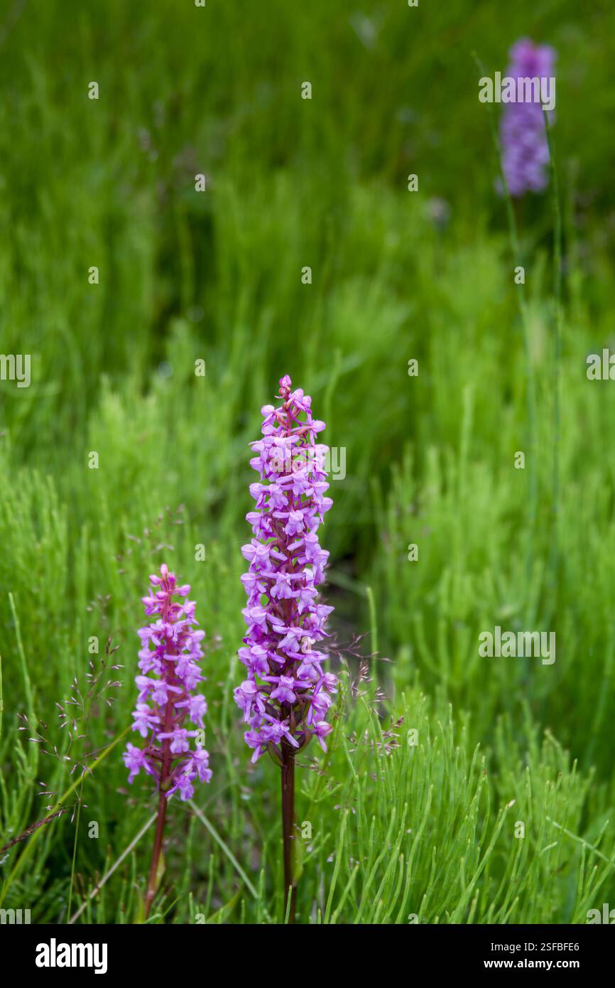 Fragrant orchids flowering Stock Photo - Alamy