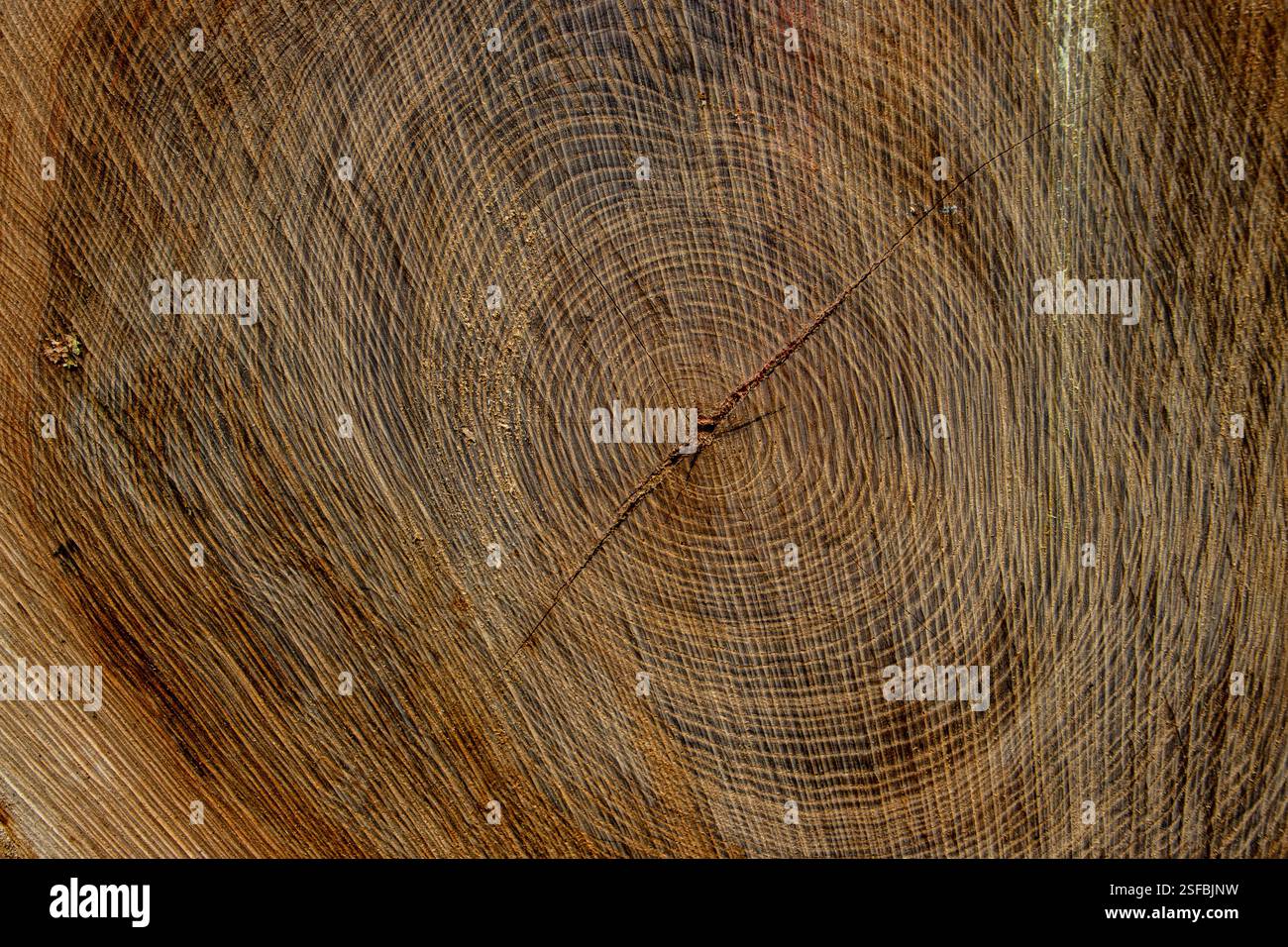 Detailed photograph of wood grain displaying intricate tree rings ...