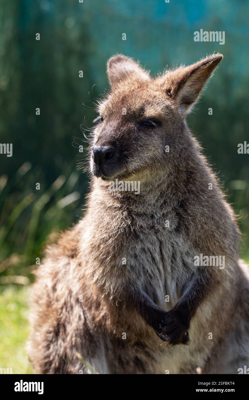 Cute fluffy wallaby in the park. Marsupial mammals. Australia Stock ...