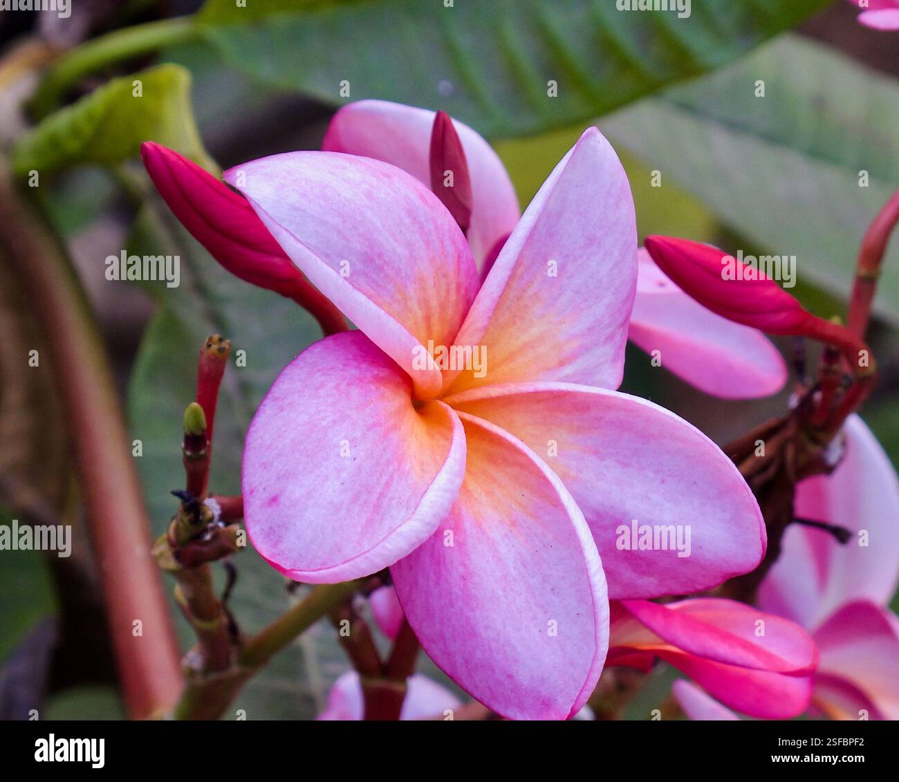 Pink and yellow Plumeria flowers (Frangipani) blooming on a tree in ...