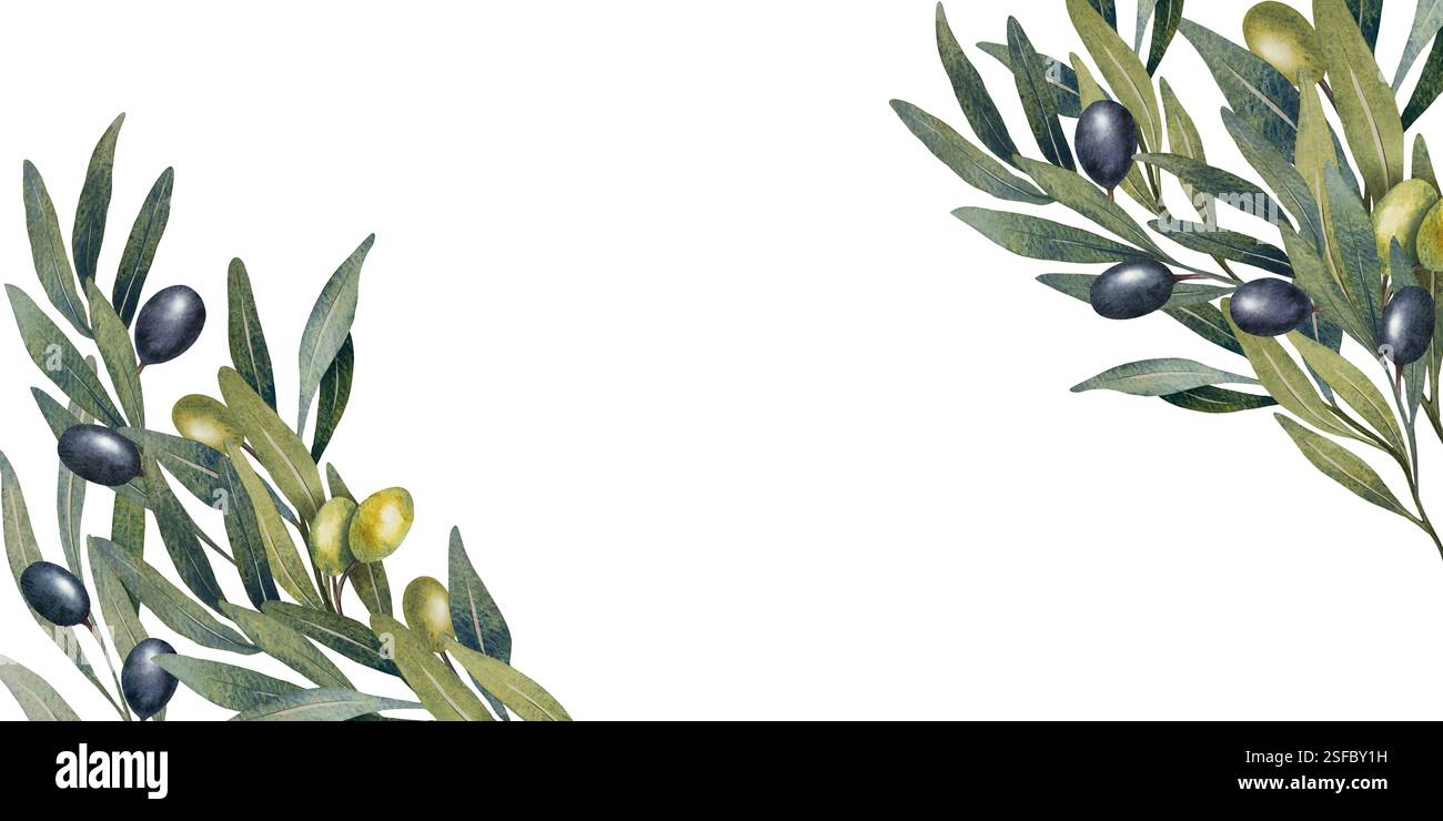 watercolor illustration of olive branches with leaves, green and black olives. Elegant botanical ...