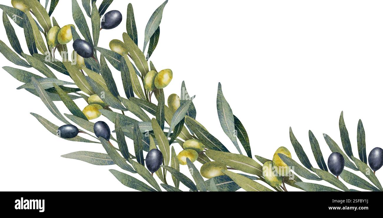 Hand drawn watercolor illustration of olive branches with green and black olives. Botanical ...