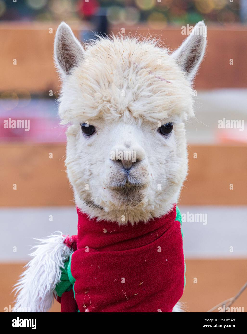 A white llama with a red scarf around its neck. The llama has a serious ...
