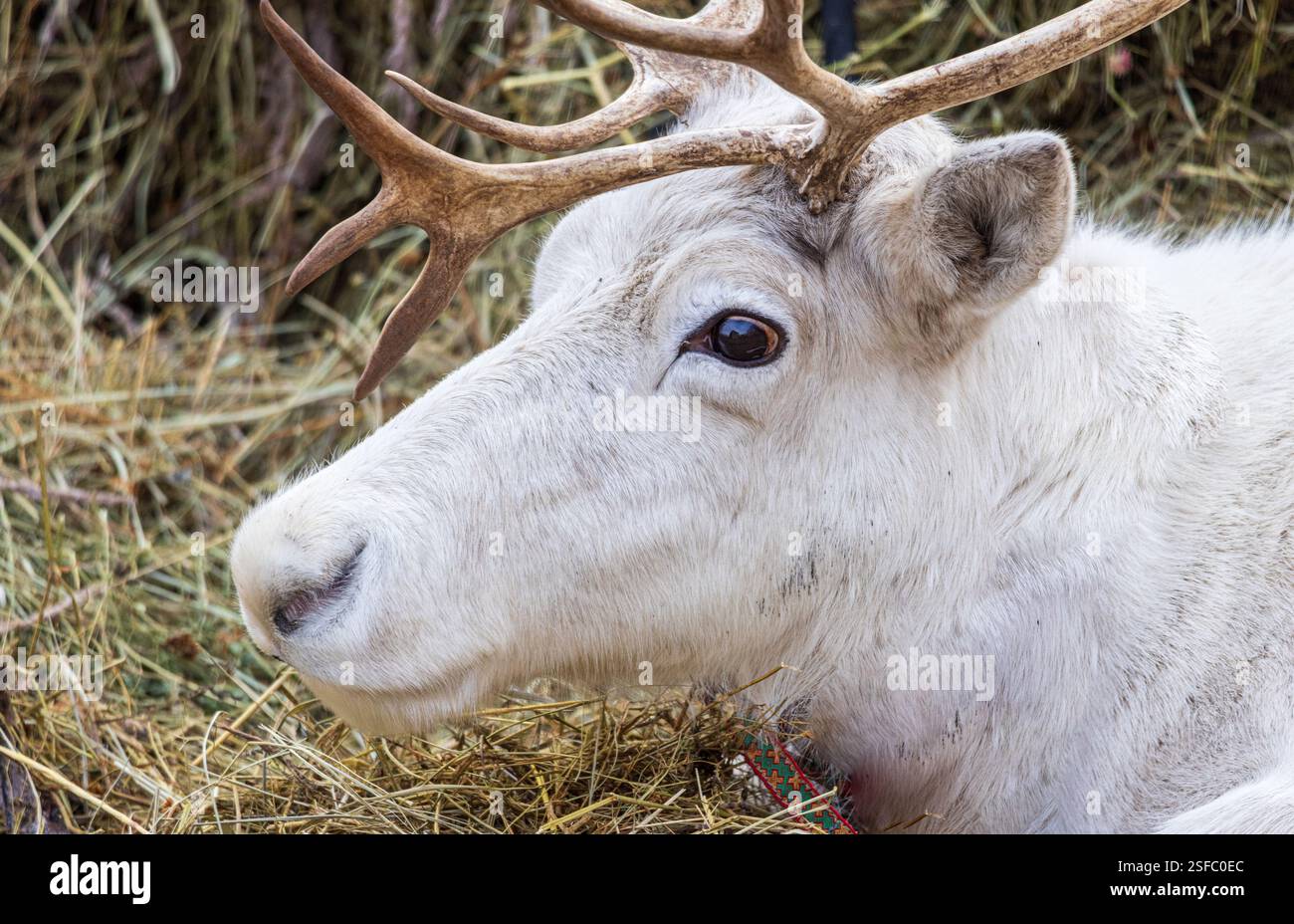 A white deer with antlers is laying down in a field of hay. The hay is ...