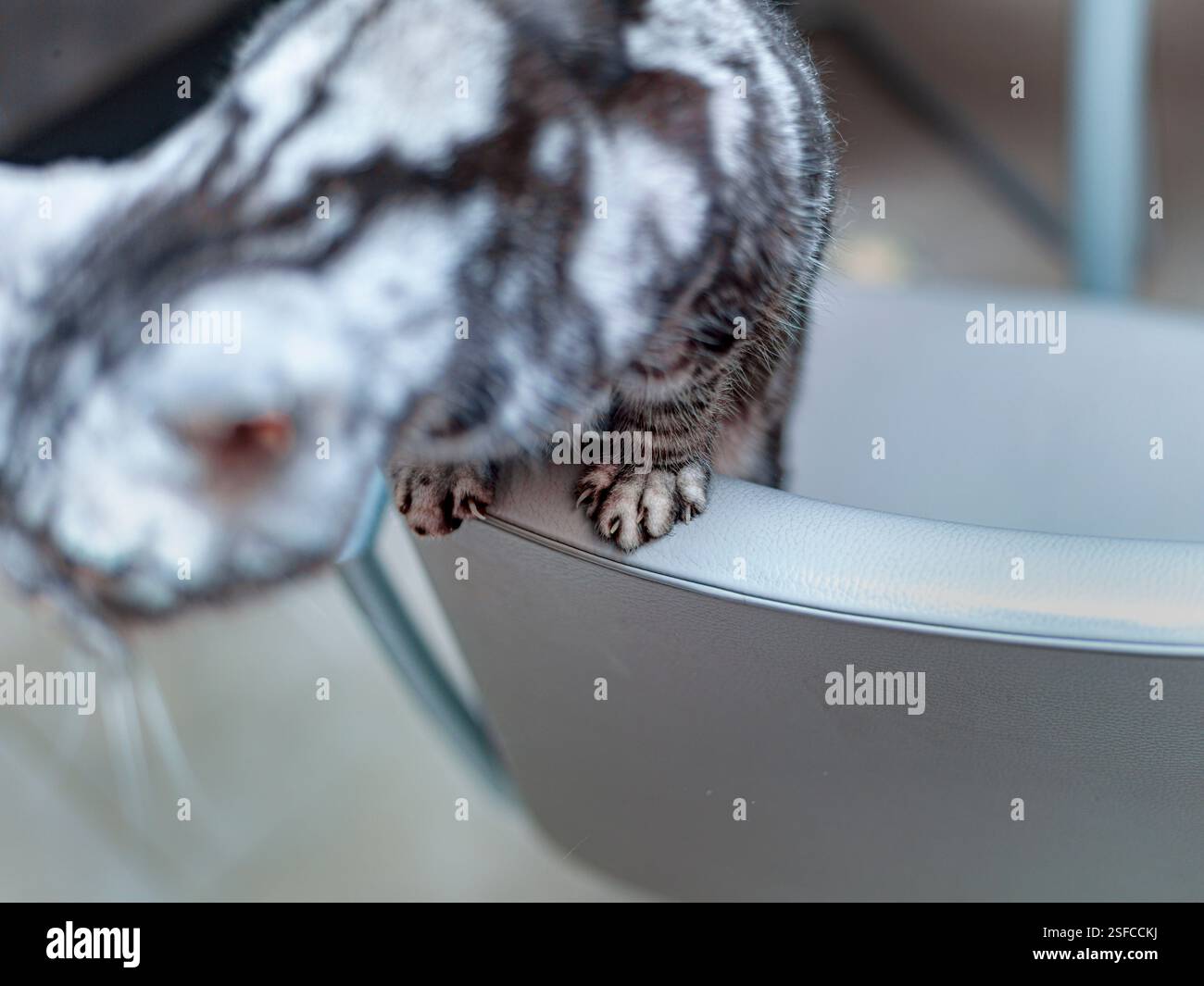 a cat scratching leather chair, selective fpcis indoor shot Stock Photo ...