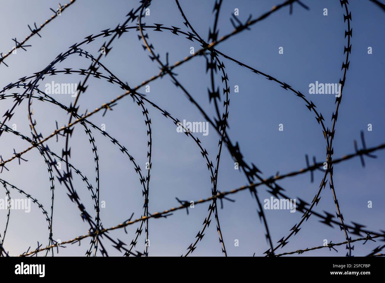Stacheldraht DEU/Deutschland/Brandenburg/Selchow, 08.02.2025, Ein ...