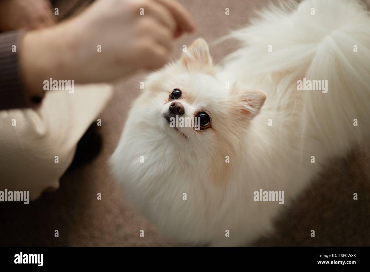 Small fluffy dog sitting attentively on floor, looking up with focused ...