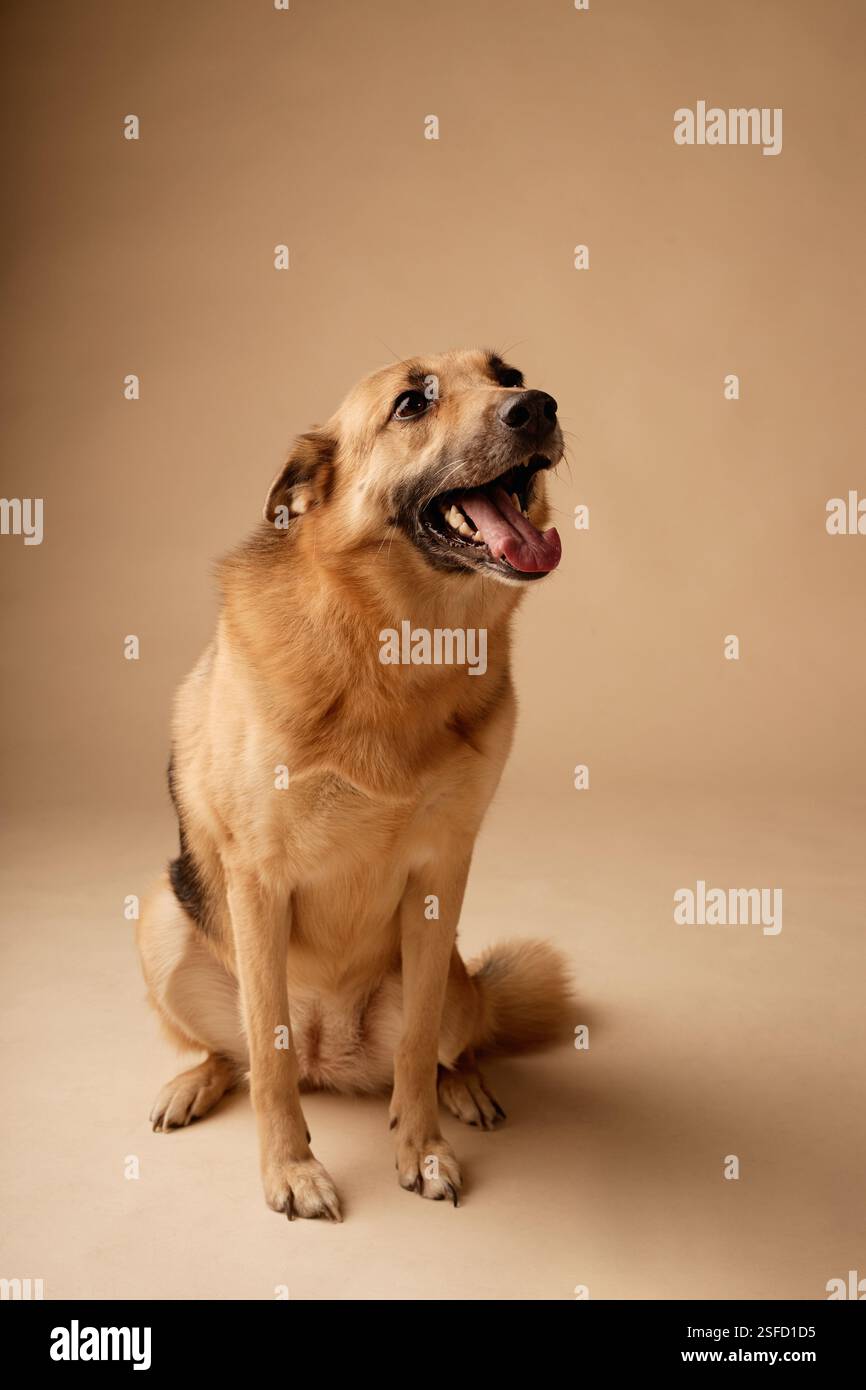 German Shepherd dog sitting against beige background with mouth open ...