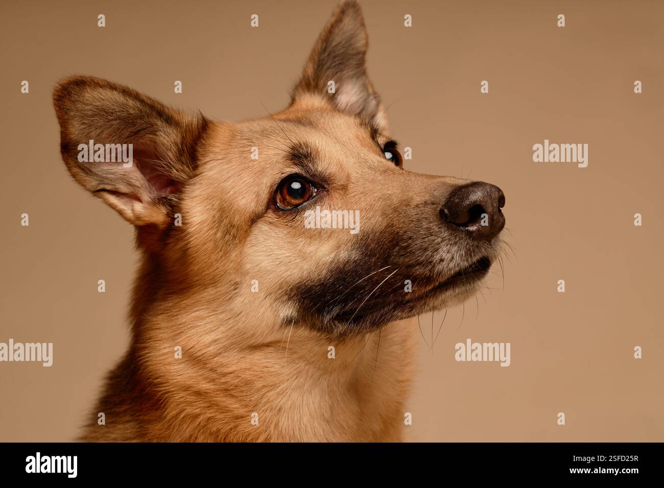 Close-up of an alert German Shepherd with pointed ears sitting ...