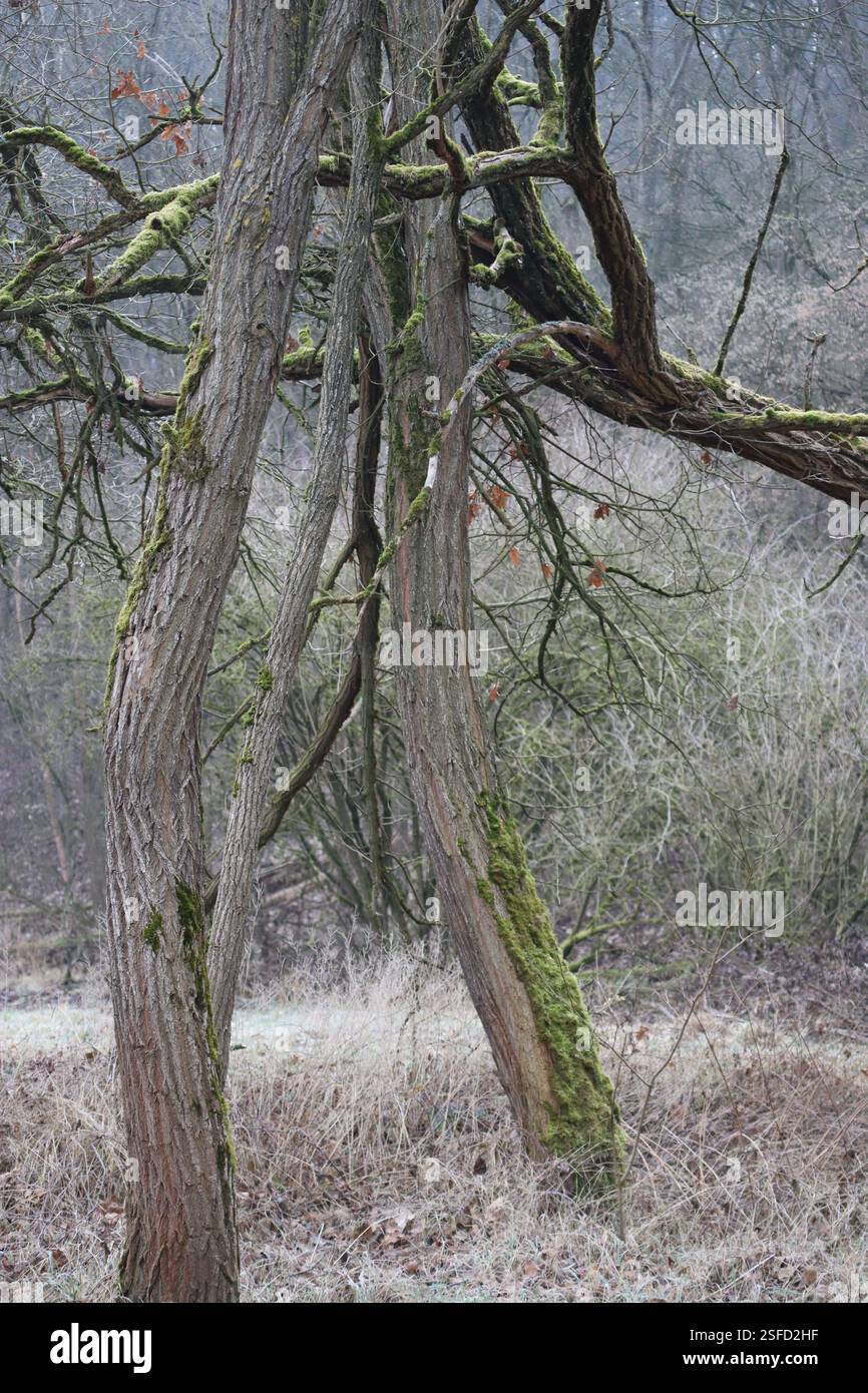 Faller is caught by adjacent Trees Stock Photo - Alamy
