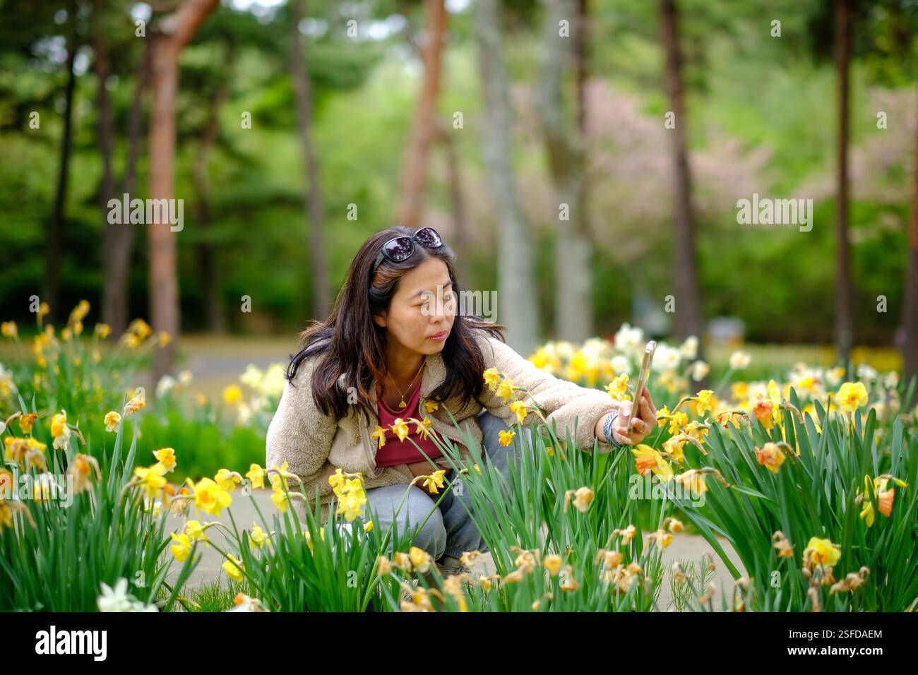 Woman crouching in a park photographing daffodils, Eggs Forest Flower ...