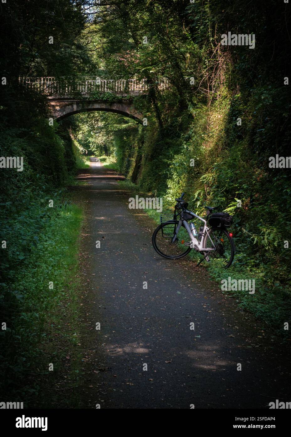 vertical view of cycle path in the forest, with perspective road view ...