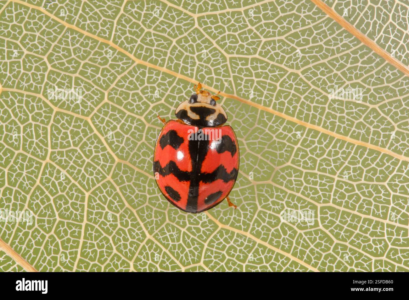 Overhead view of a ladybug (Coccinellidae) on a leaf, Indonesia Stock ...