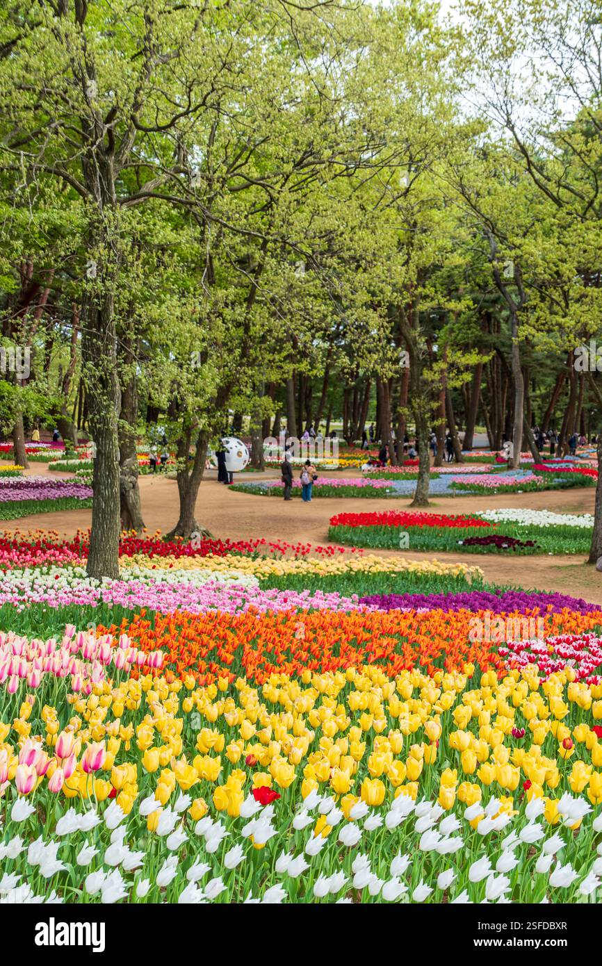 Multi coloured tulips in bloom, Eggs Forest Flower Garden, Hitachi ...