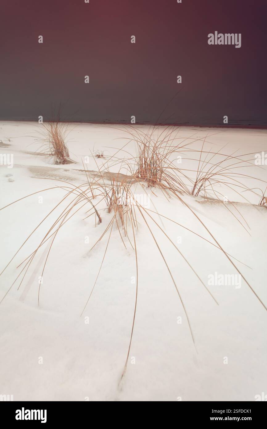 Close-up of long grass on a snow covered sandy beach at sunset ...