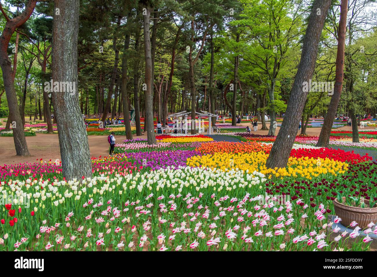 Multi coloured tulips in bloom, Eggs Forest Flower Garden, Hitachi ...
