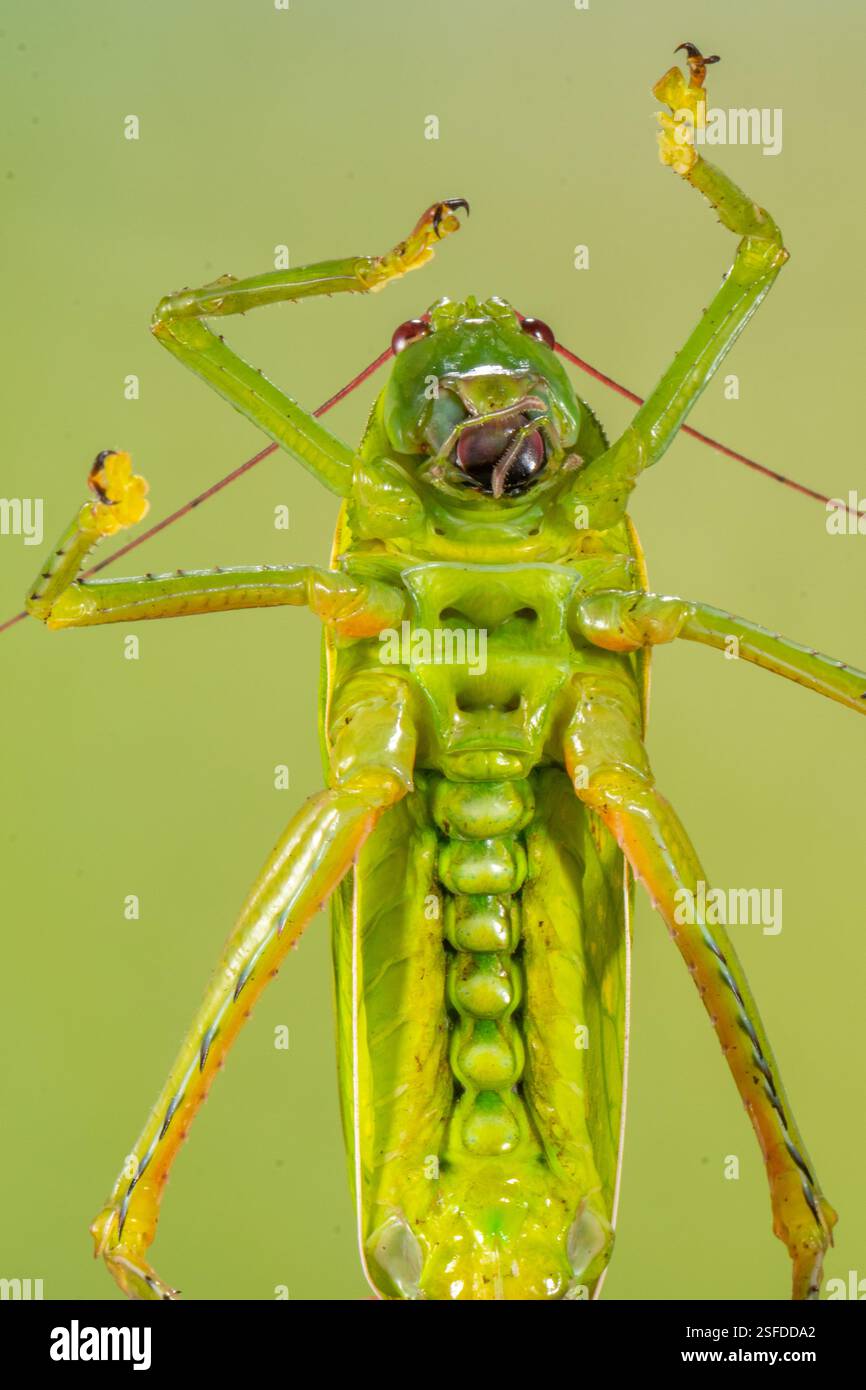 Low angle view of the underside of a grasshopper in front of a green ...