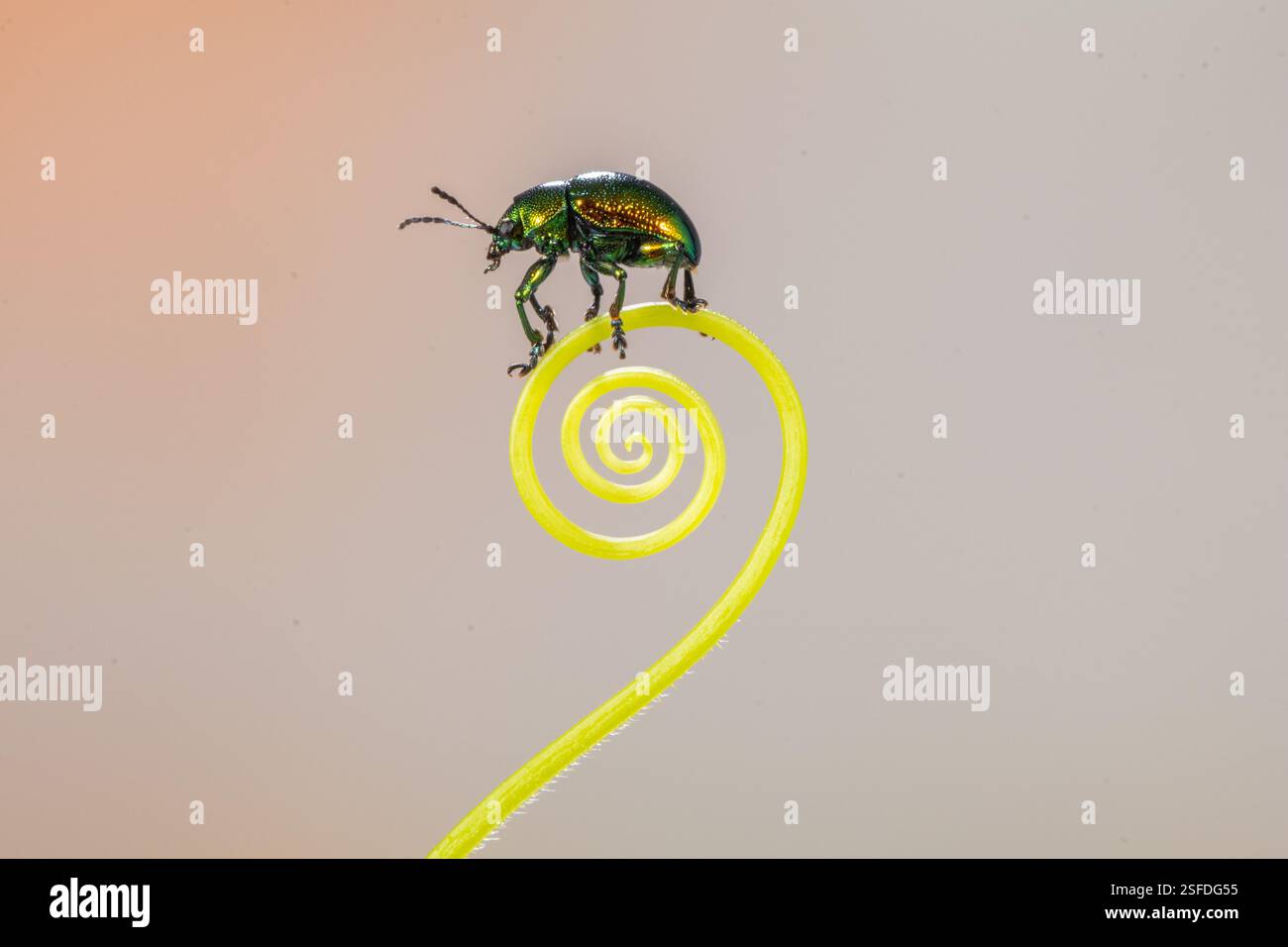 Close-up side view of a ladybug (Coccinellidae) on a coiled plant ...