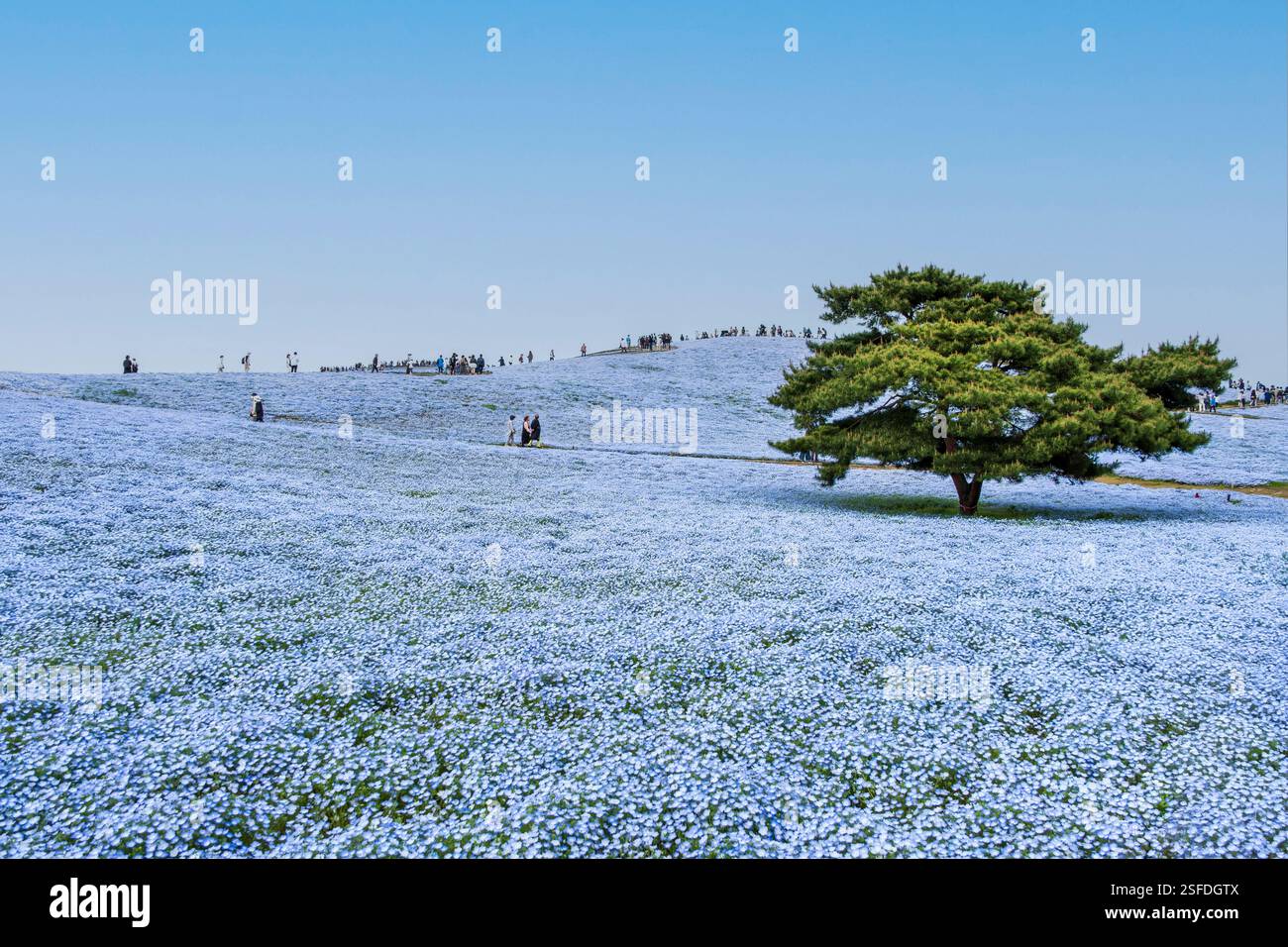 Fields of blue Nemophila flowers with people walking in the distance ...